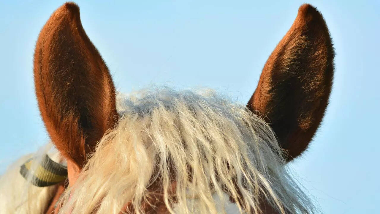 Why do these animals have such huge ears? The truth is surprisingly smart
