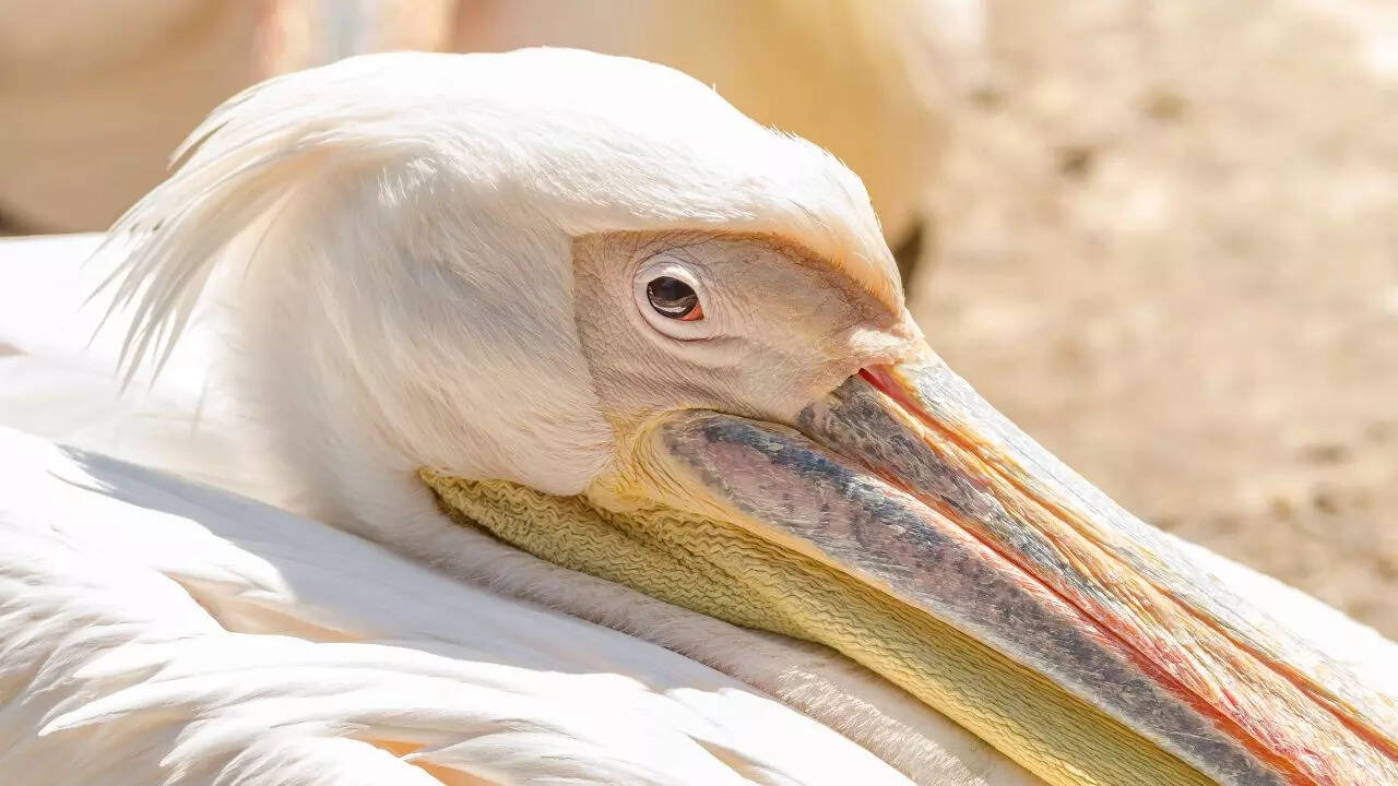 8 birds with surprisingly long beaks and the smart ways they use them