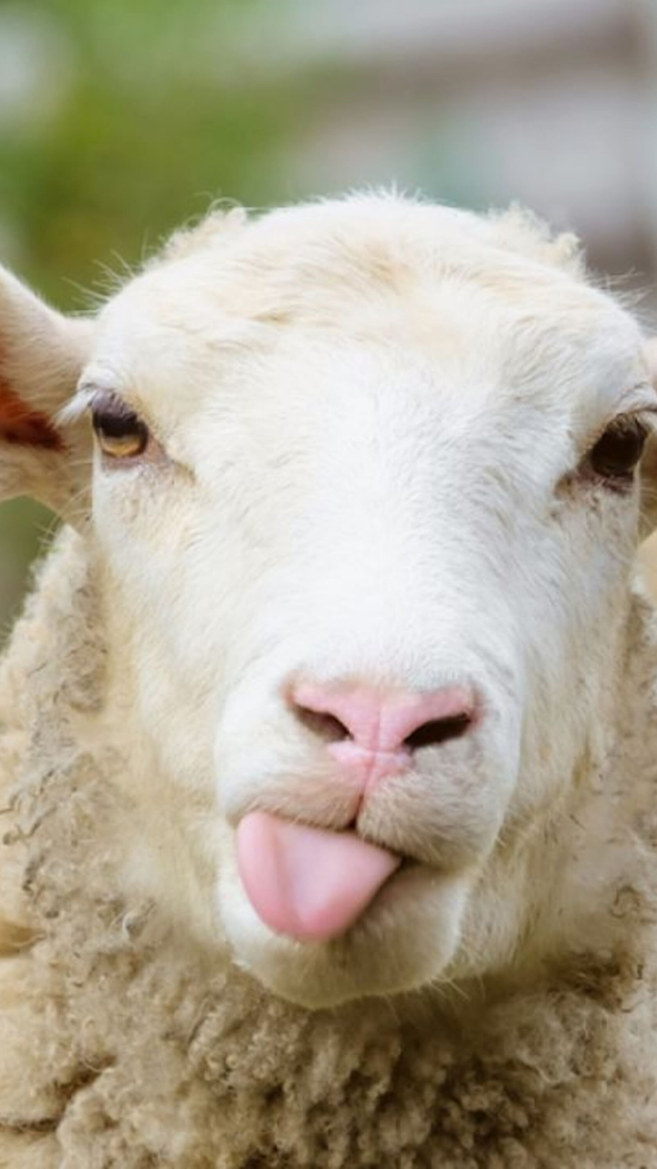 What Animals Can Recognize Human Faces