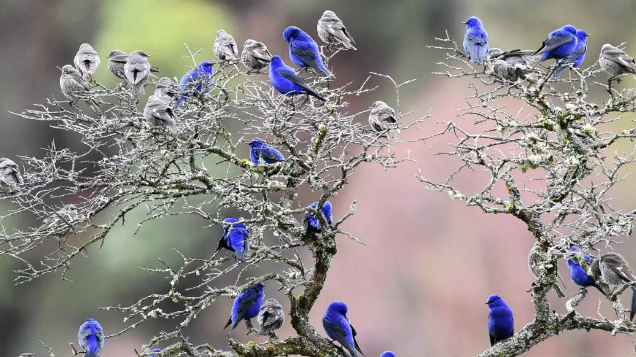 Meetthe electric blue bird of the Himalayas that paints the sky like ...