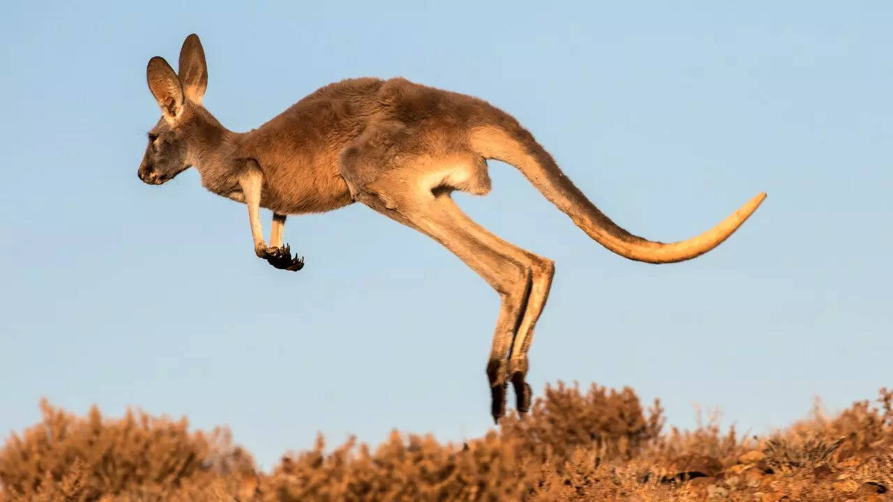 5 animals that cannot run and why