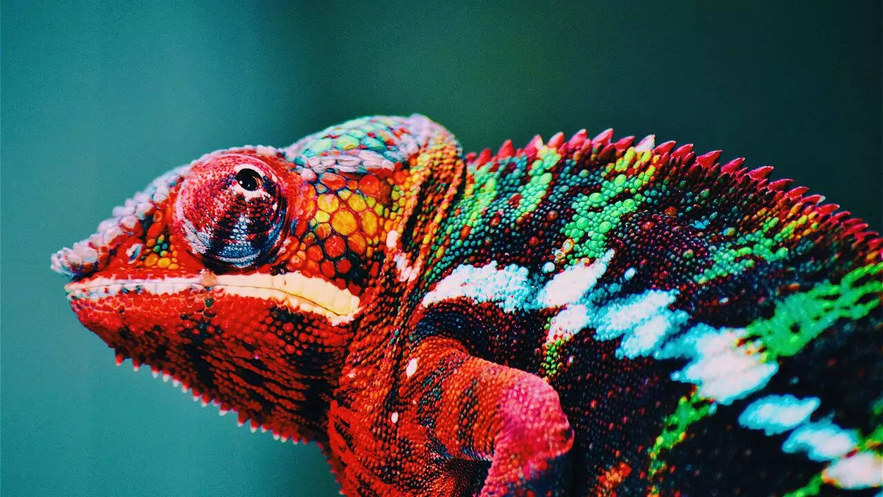 6 of the world’s most colourful and clever creatures