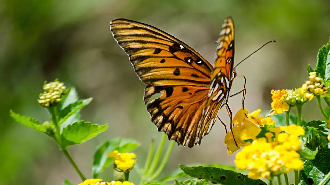 9 breathtaking butterfly species of India and where they are found