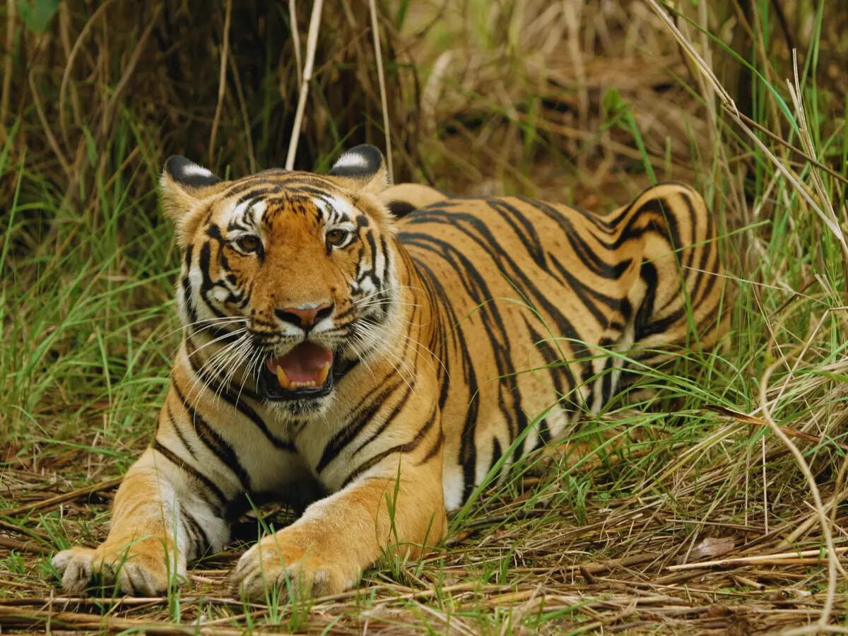 Kaziranga joins India’s top 5 tiger density hotspots; here are the five ...
