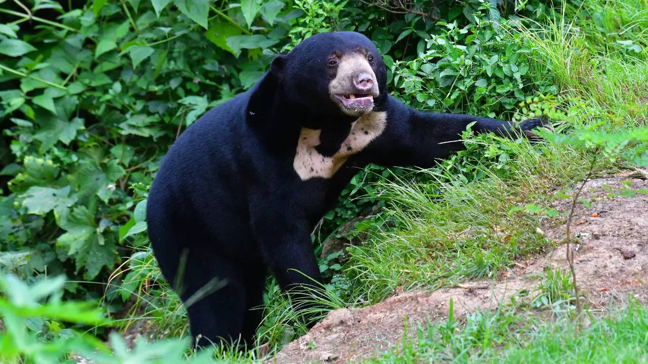 6 types of bears that show how nature adapts to extremes