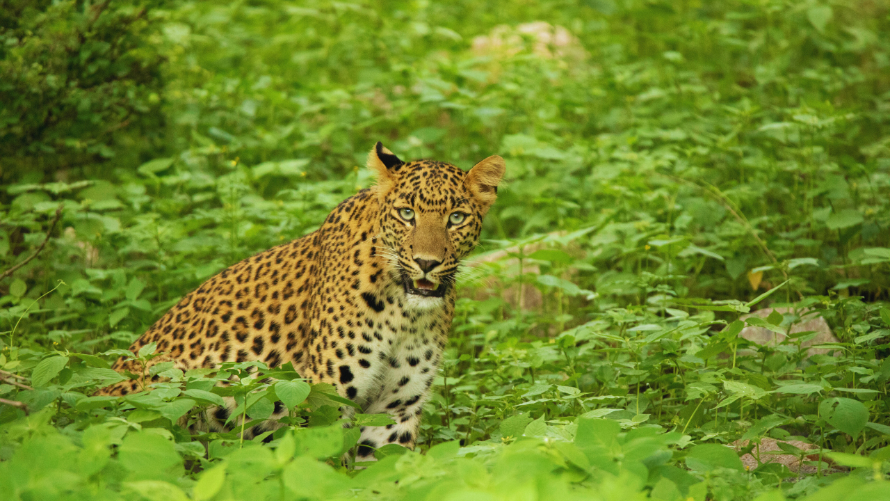 Spotted: Top 10 places to see leopards in India
