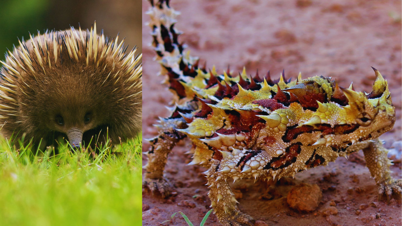 10 animals that turn their bodies into natural weapons with shells ...