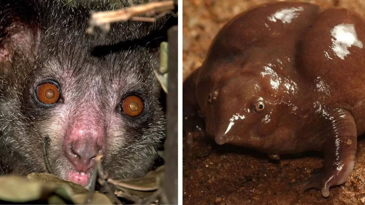 Ugly Endangered Species