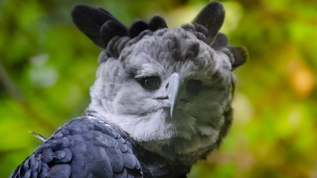 8 Birds That Look Straight Out of a Horror Movie