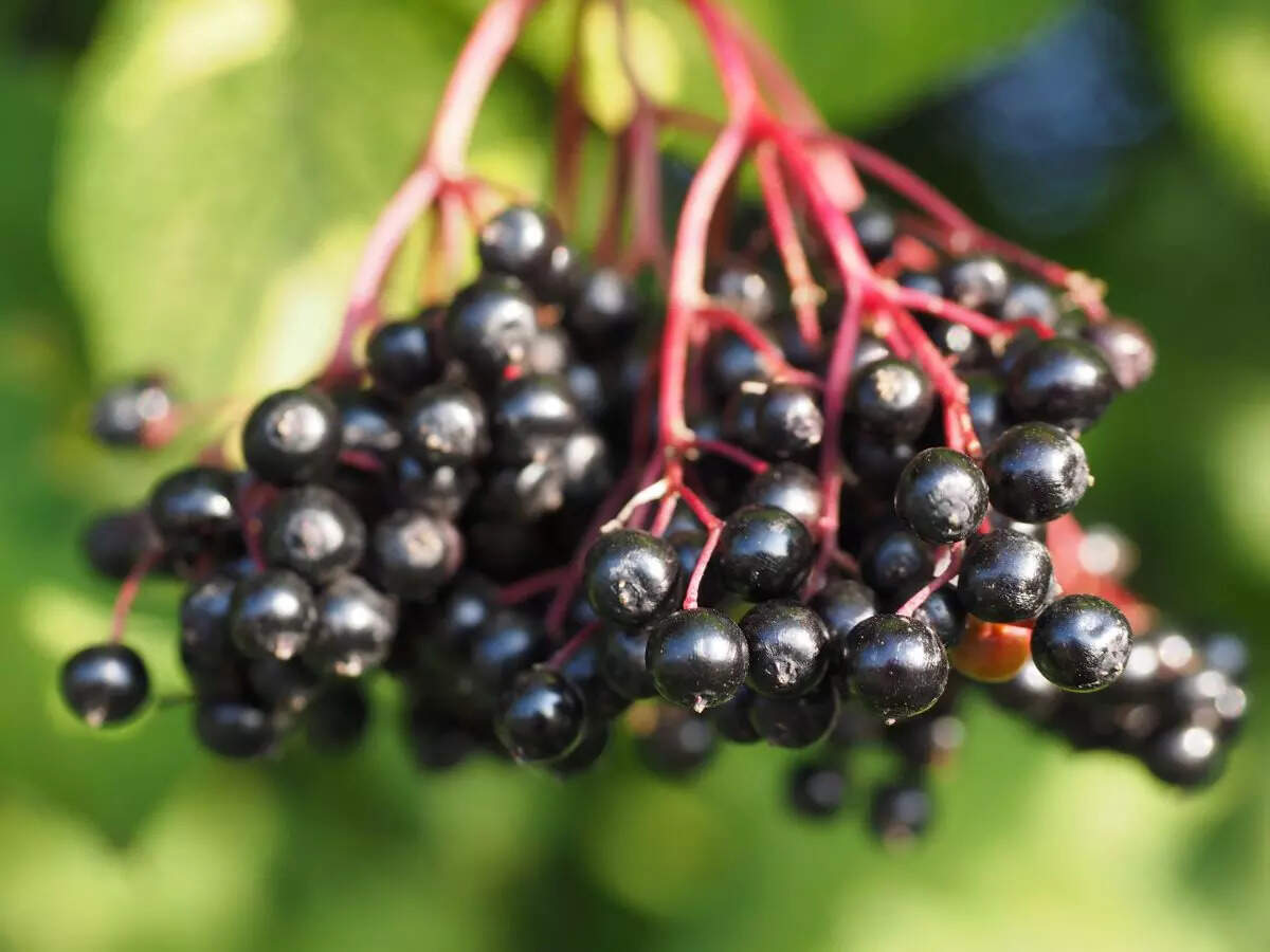 7 Lesser-known local Indian berries and where they are found