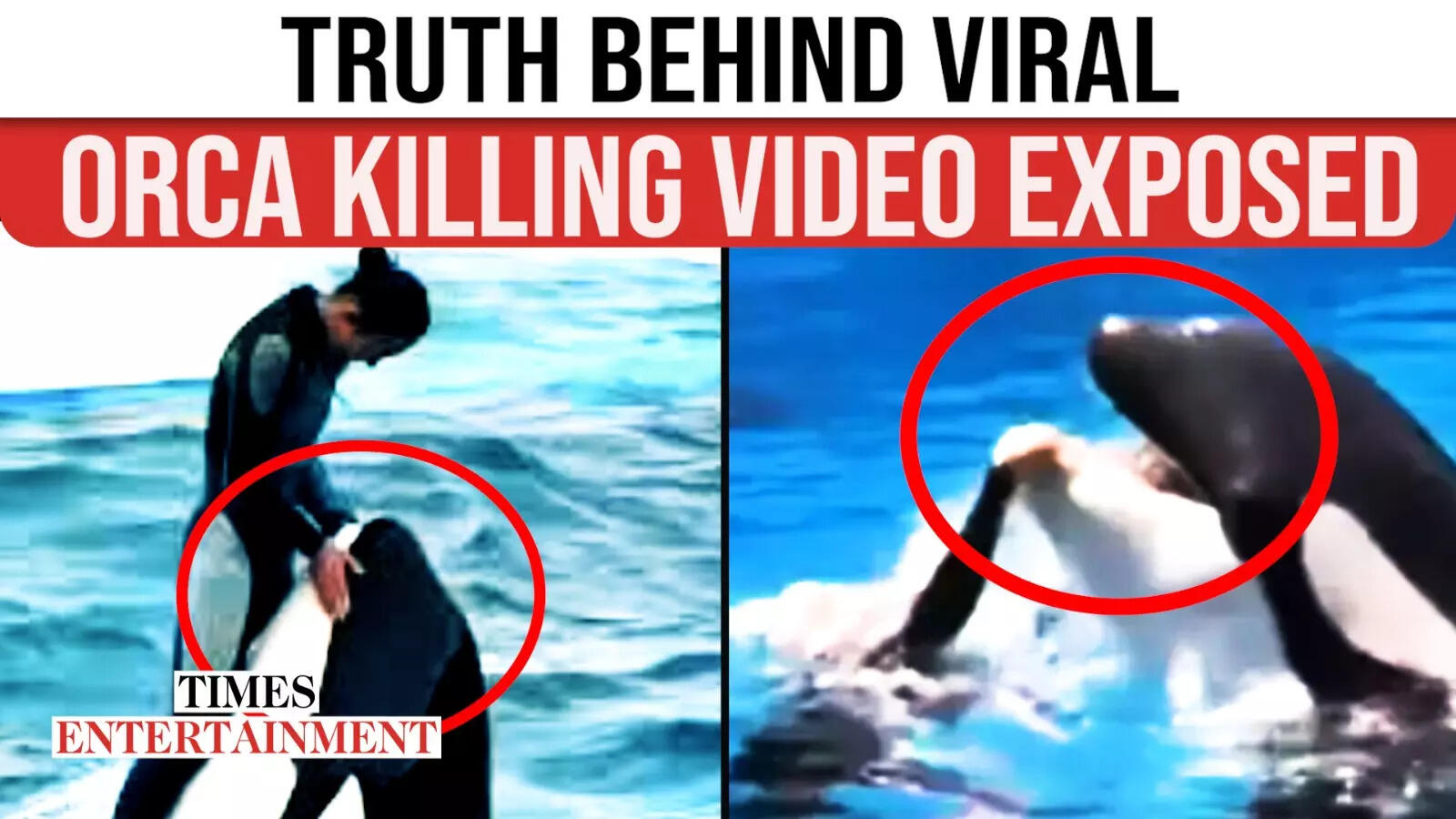 Truth Behind ‘Trainer Killed by Whale’, The Internet’s Biggest Ocean Hoax