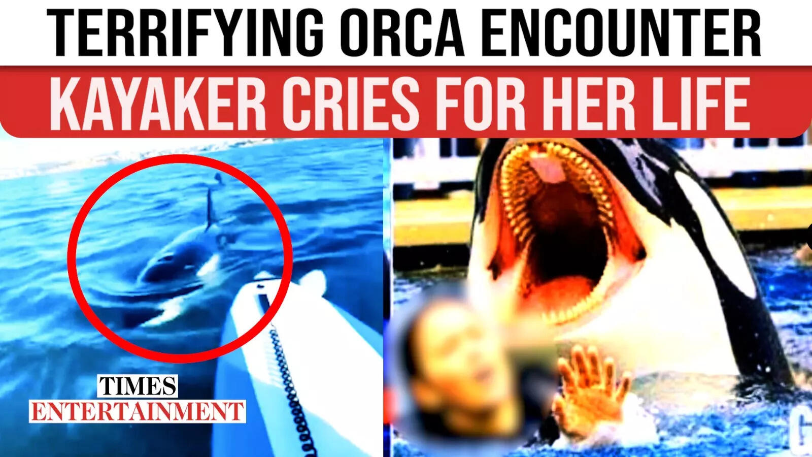 Orca Chaos: Kayaker’s Close Call Goes Viral After Jessica Radcliffe Video