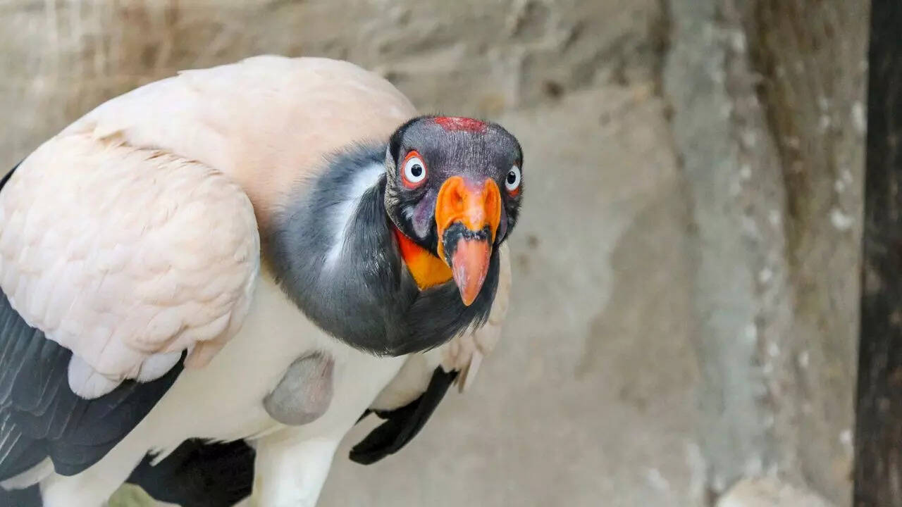 5 meat-eating birds you didn’t know ruled the skies