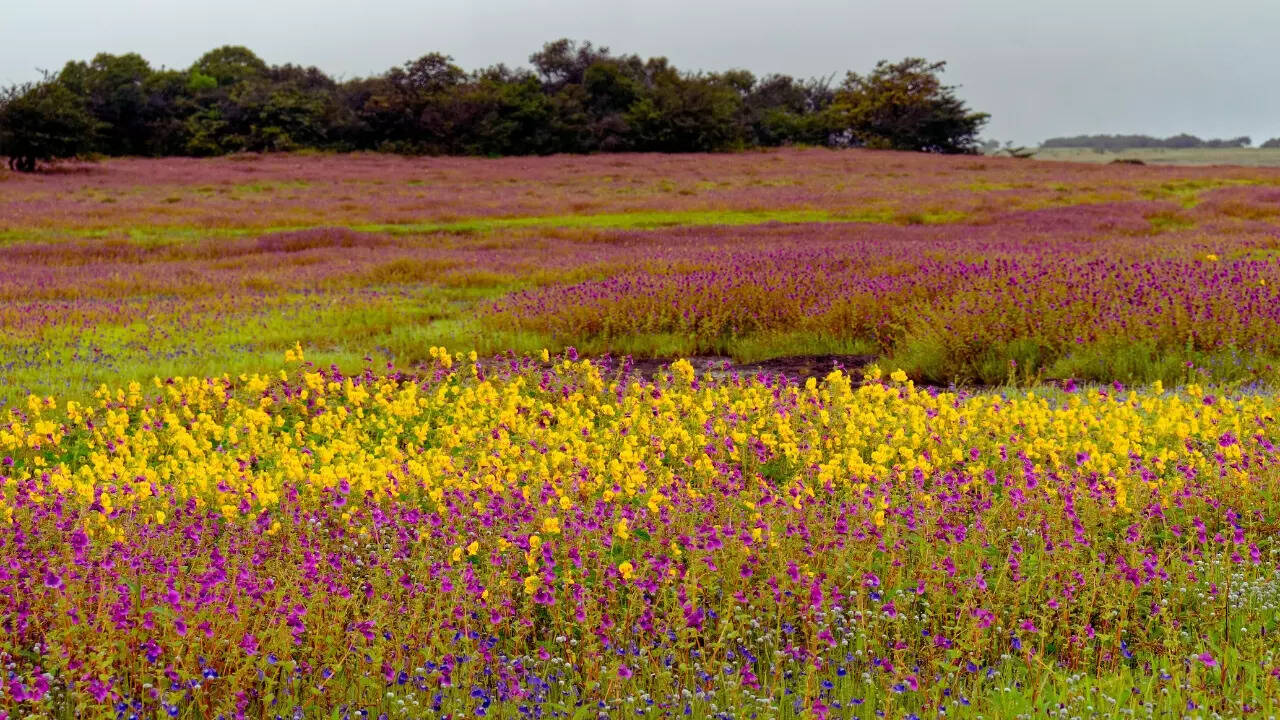6 things travellers must know about Kaas Plateau–Maharashtra’s floral ...