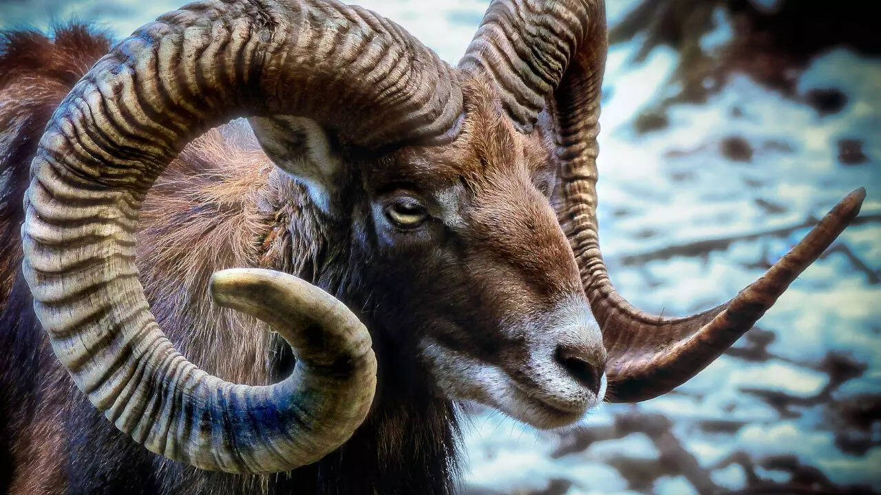 From spirals to corkscrews: 7 animals with unbelievable horns