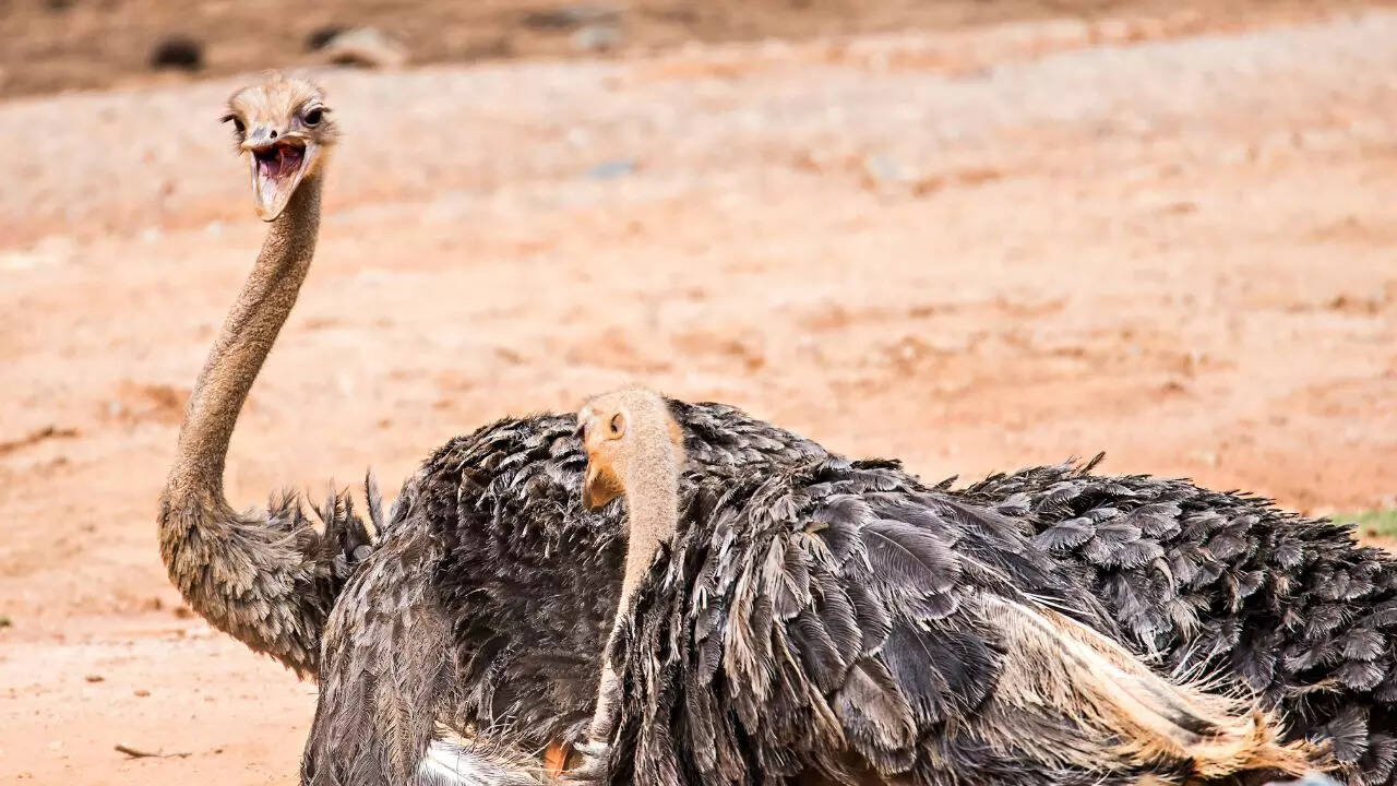 5 largest birds around the world that will leave one in awe!