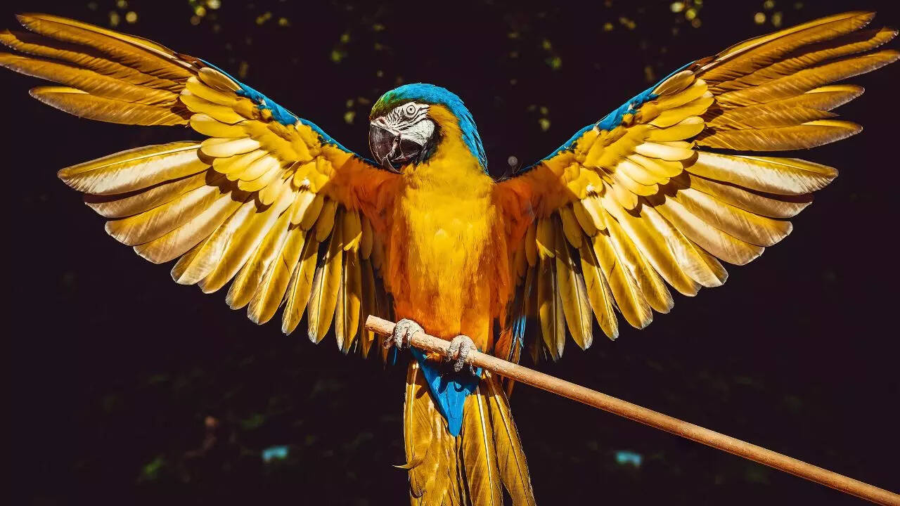 5 Birds with the Most Beautiful Wings in the World