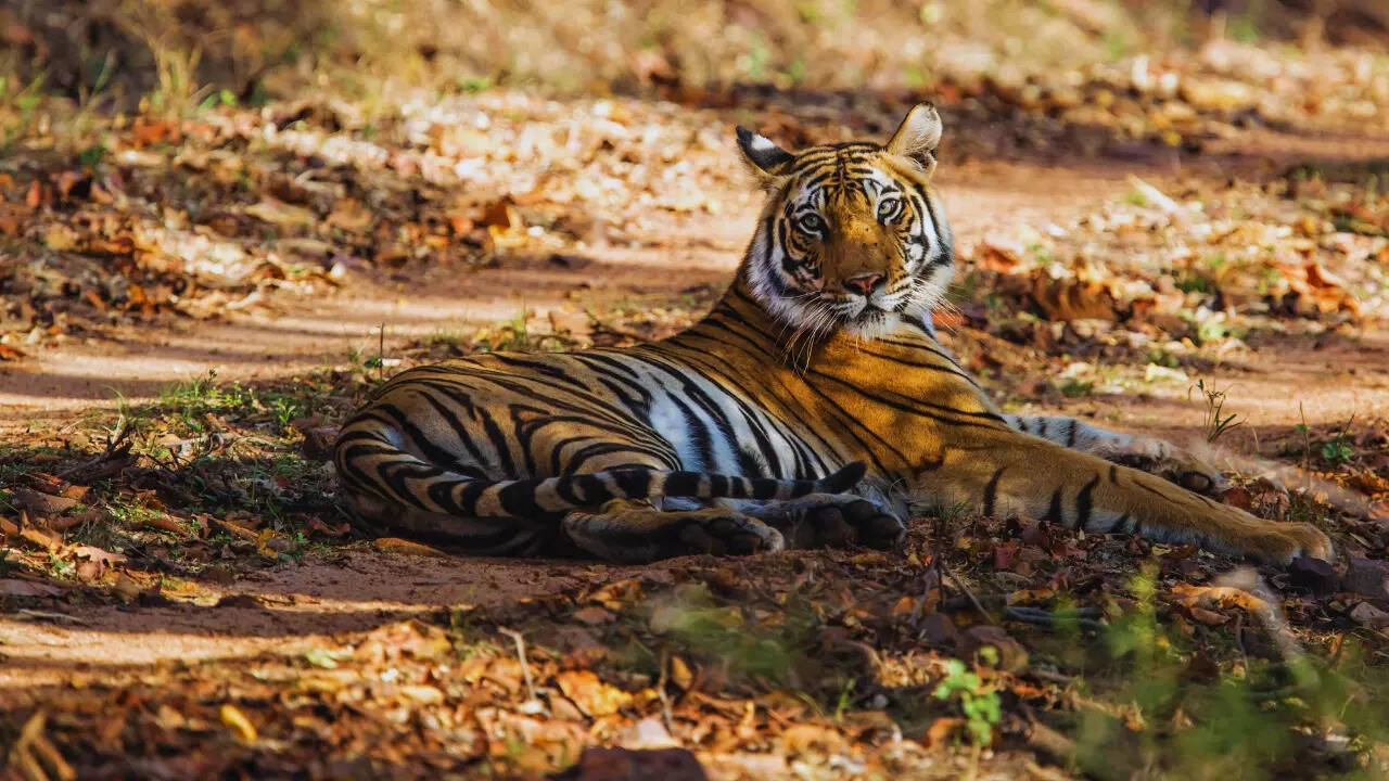Tiger Reserves in the Western Ghats for every wildlife enthusiast