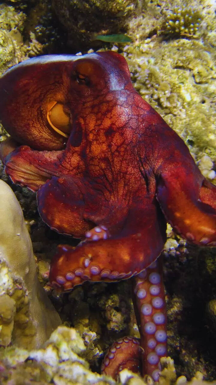 Octopus In Indian Ocean