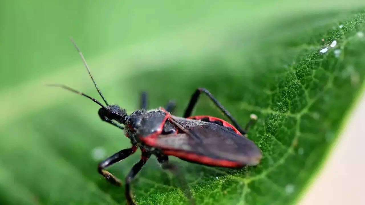 Kissing Bug Symptoms: " Deadly 'kissing bug' disease considered an ...