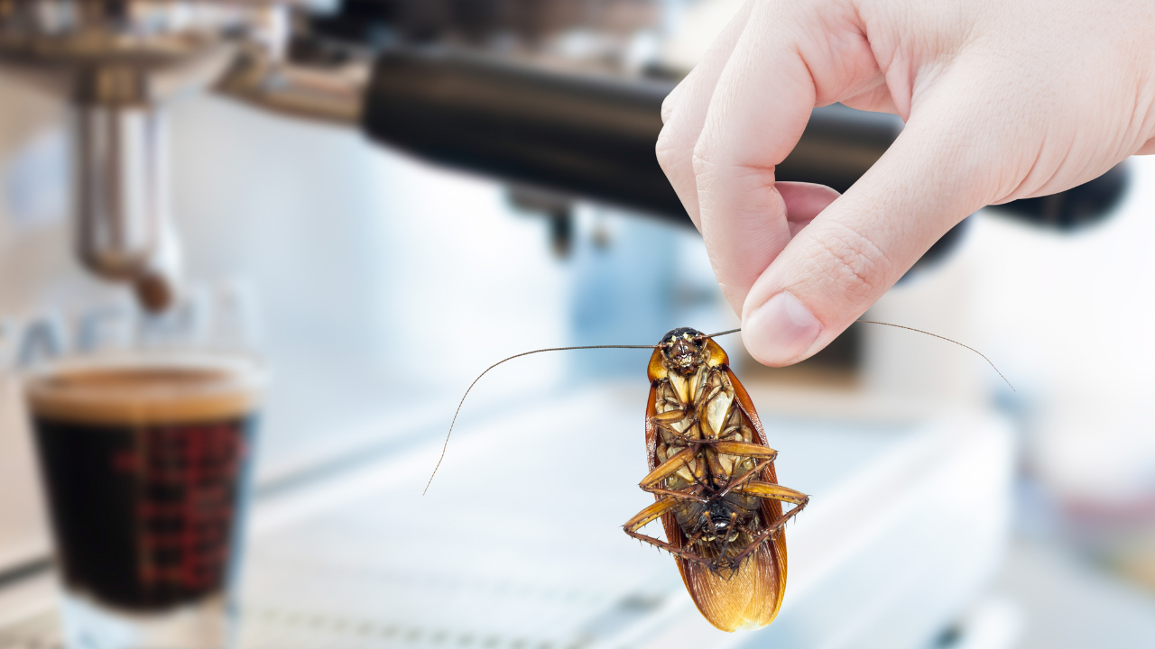 Crushed cockroaches in coffee? What the FDA really approves and the ...