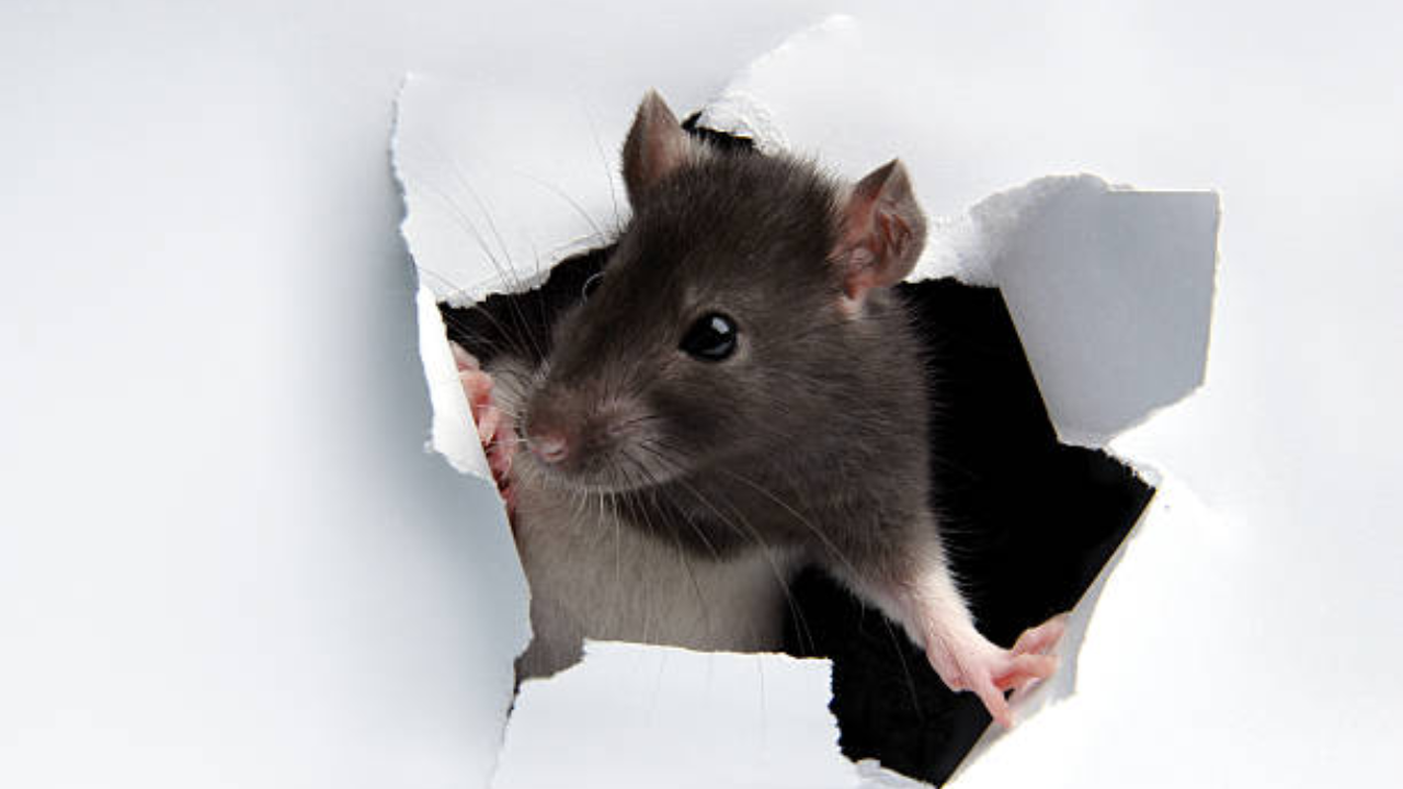 Rodent-proofing your home before the first snow in Canada