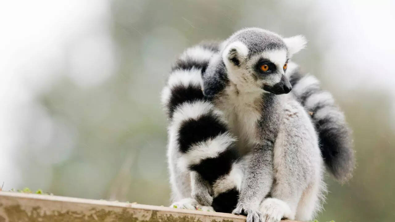 Why Some Animals Have Tails Longer Than Their Bodies – And What They Do ...
