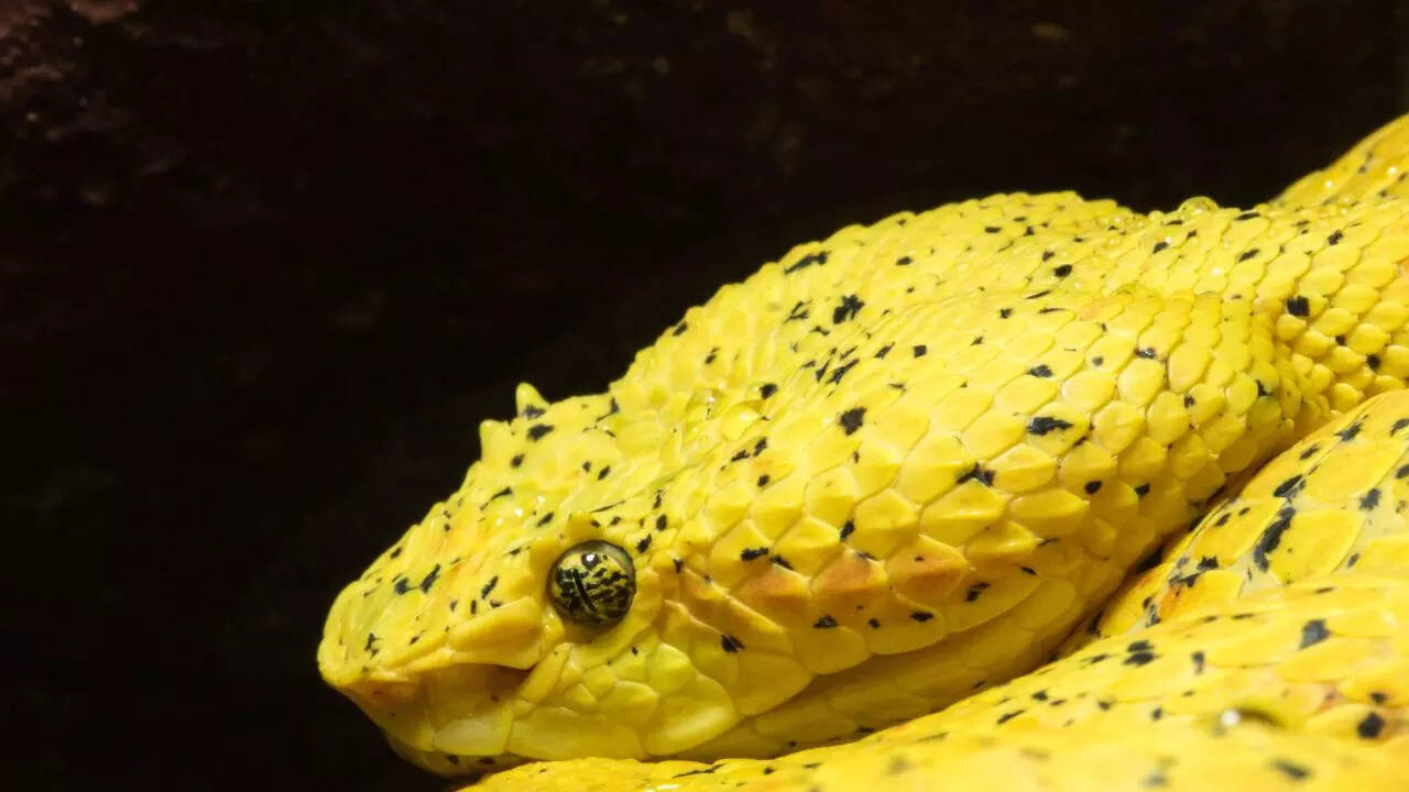 6 of the world’s most beautiful snakes that challenge everything we ...