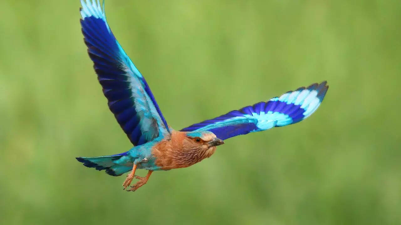 10 interesting facts about the Neelkanth bird-- And why spotting it on ...