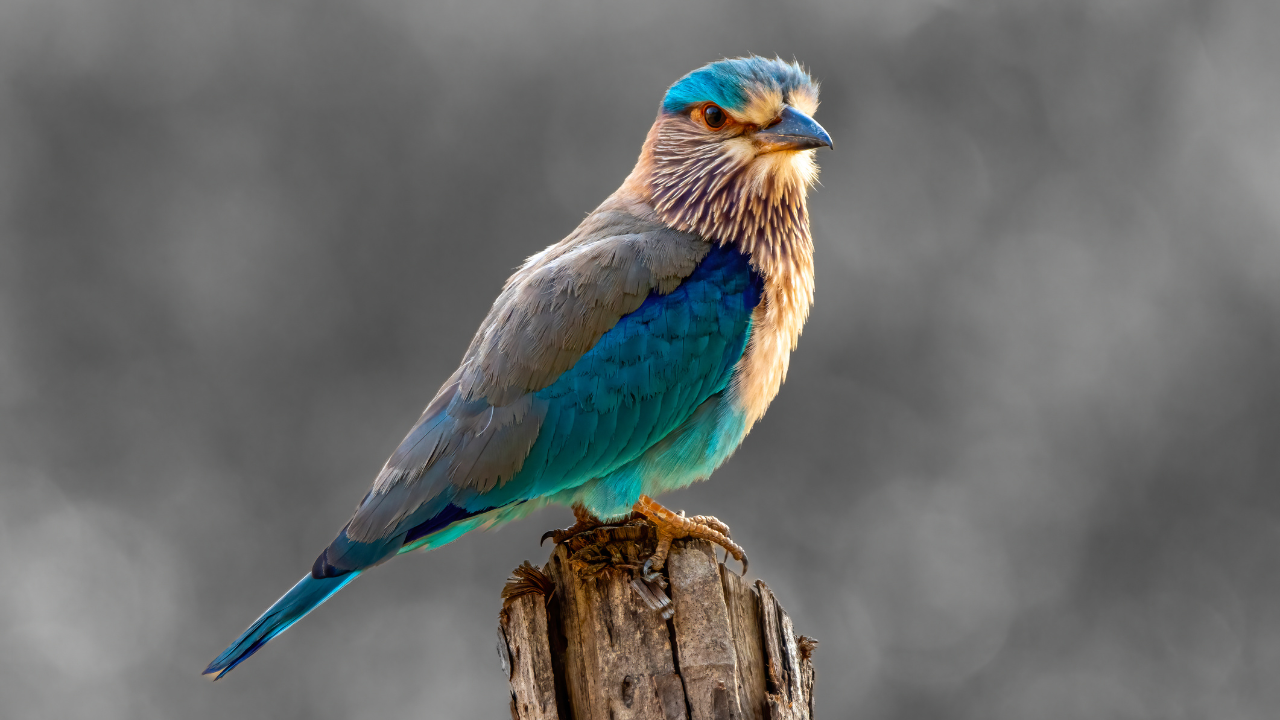 Why is it considered auspicious to see the Neelkanth bird on Dussehra