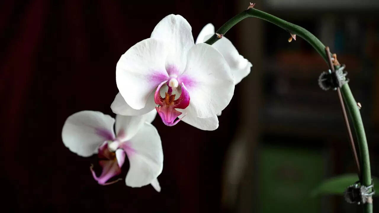 From Foxfire fungi to Mycena lux-coeli: 7 plants that glow in the dark