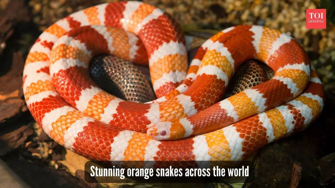 5 rare orange snakes that are nature’s hidden gems | The Times of India