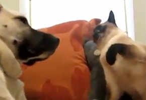 Funny: Cat attacks dog