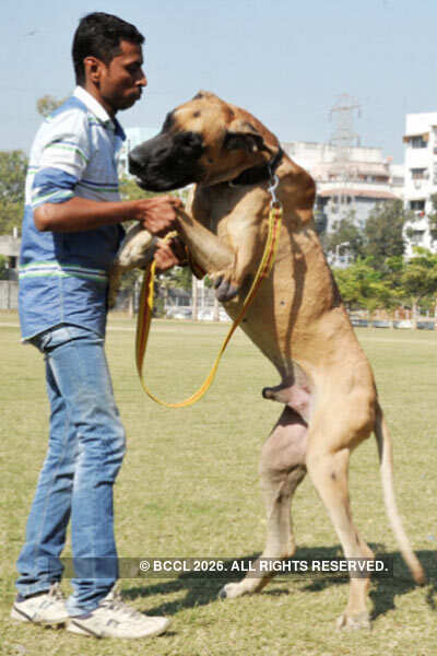 Check out this one where the dog is showing his skills during the event ...