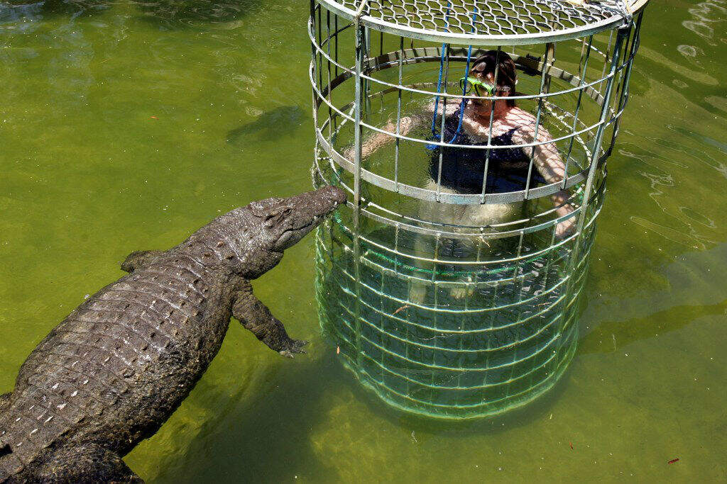 Dive into a crocodile pool at Cango Wildlife Ranch, South Africa ...
