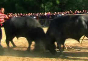 Buffalo fight in Shimla enthralls hundreds of spectators