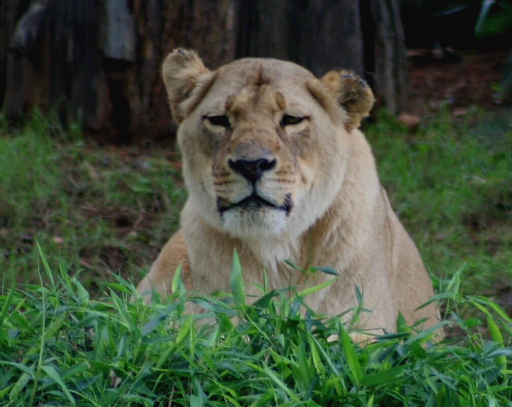 The Gir Forest National Park and Wildlife Sanctuary, Gujarat - TimesTravel