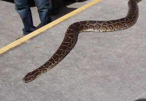 Pythons have 'homing' ability: Scientists