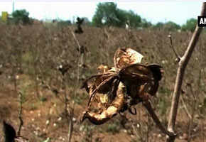 Inadequate rainfall adds to misery of farmers in Maharashtra