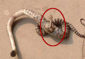 Weird true facts: A snake with a foot!