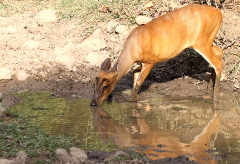 The Himalayan Nature Park, Kufri - TimesTravel