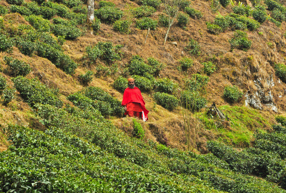 Happy Valley Tea Estate, Darjeeling - TimesTravel