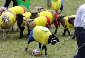 Funny: Sheep play soccer in Colombia