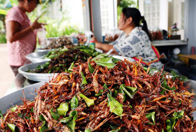 Insect eating craze in Thailand