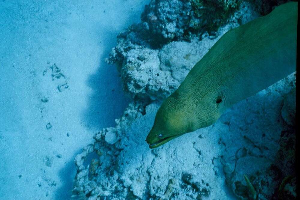 Palancar Reef, Mexico - TimesTravel