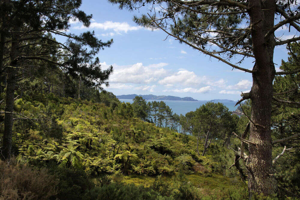 Coromandel Newzealand, Coromandel Peninsula, Happytrips.com | TimesTravel