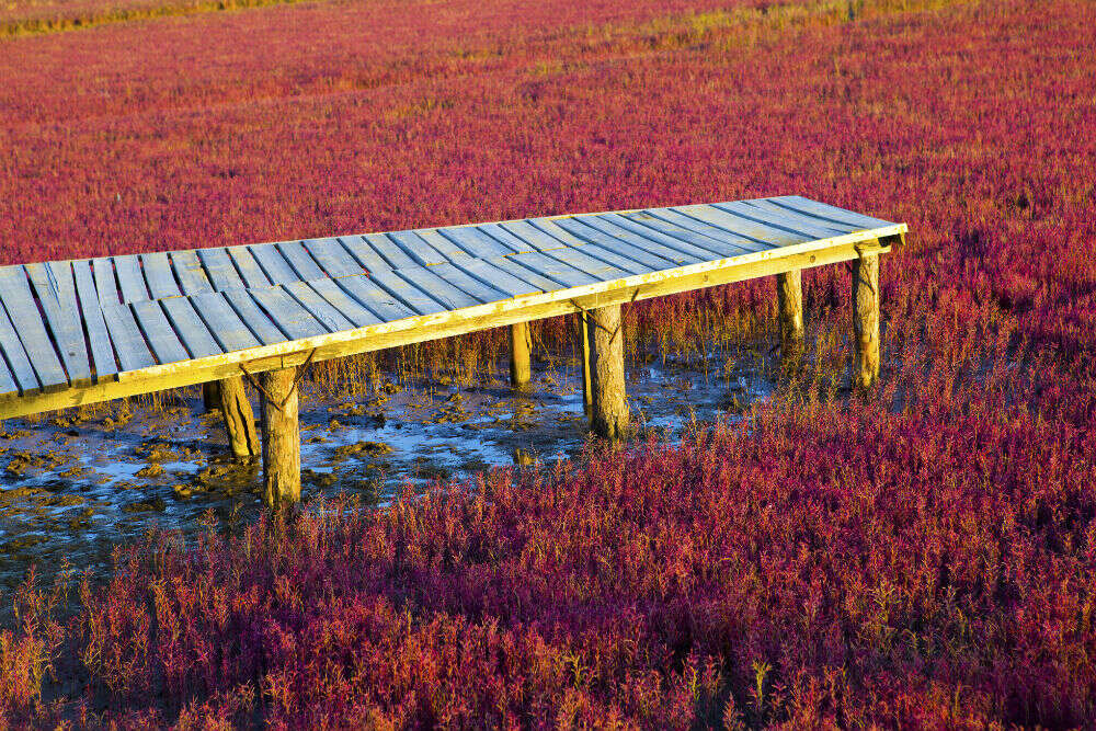 Panjin Red Beach, China, Happytrips.com | TimesTravel