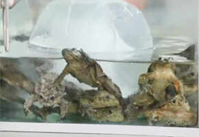Peru's 'frog juice' claims big health benefits