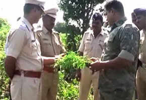 Police seize 785 kilograms of marijuana in Maharashtra