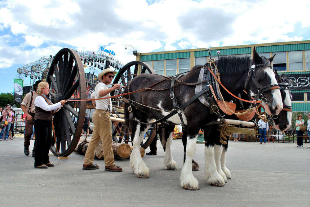 Calgary Stampede, Calgary - TimesTravel